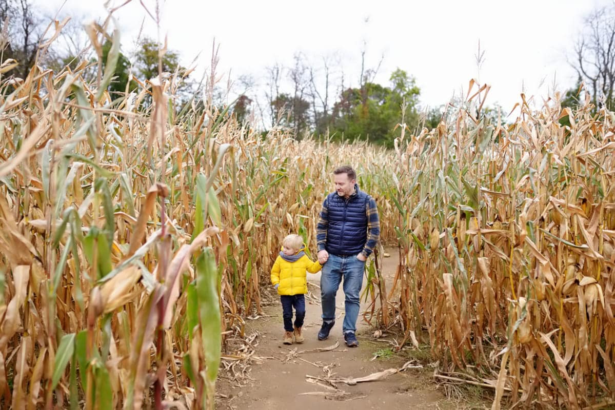 Why Corn Mazes Are Fun For Kids And Family - MOM News Daily